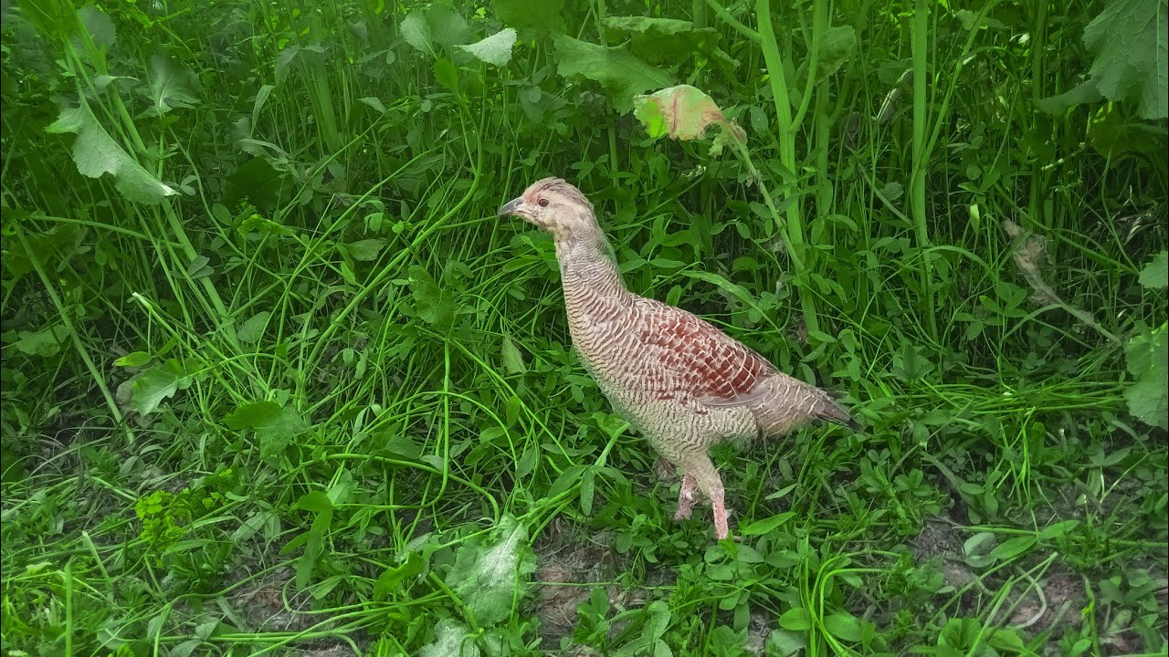 titur | teetar ki awaaz | teetar ki ladai | teetar ki boli | teeter ...