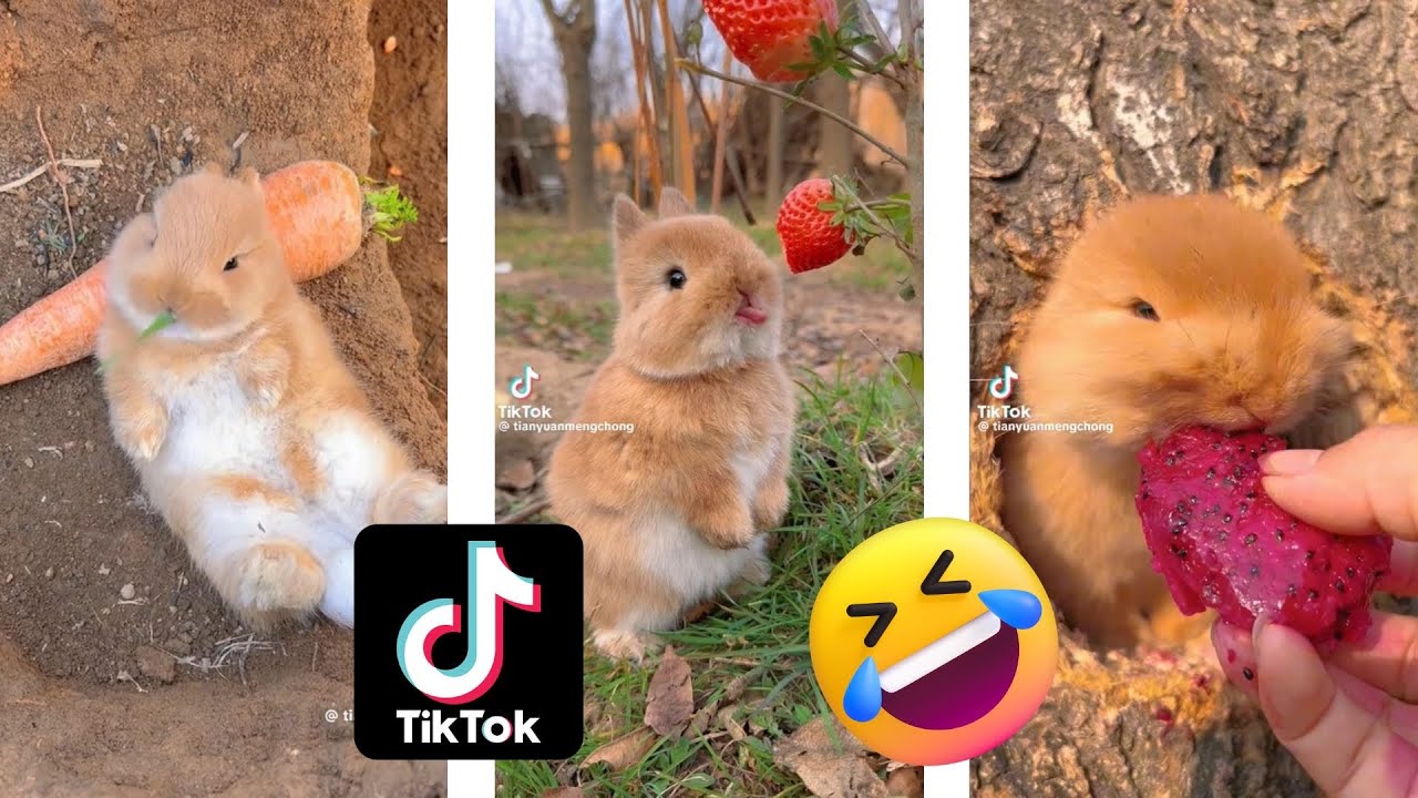 Epic Bunny Compilation That Will Make Your Day🩷 - YouTube