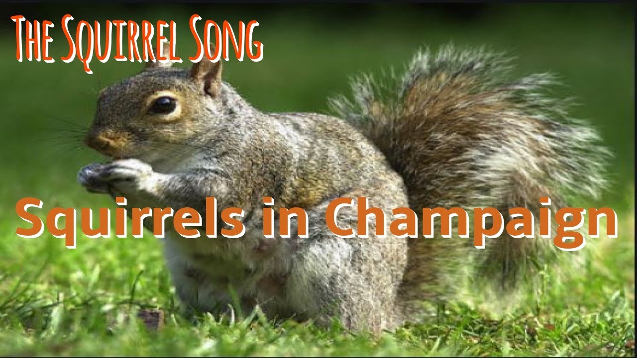Squirrels in Champaign The Squirrel Song - YouTube