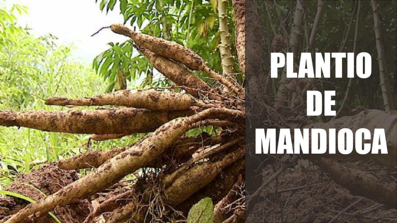 Plantio de Mandioca - YouTube