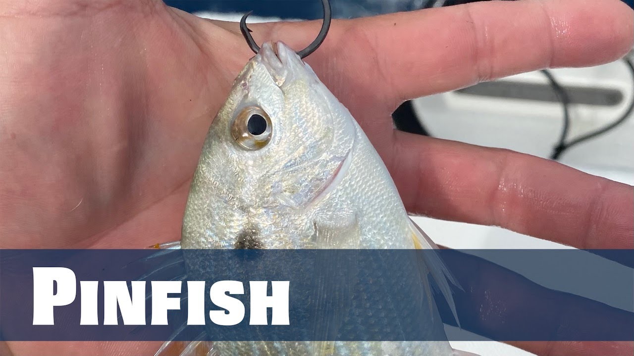 PINFISH Catch/Keep/Fish - Florida Sport Fishing TV - Live Seminar W ...