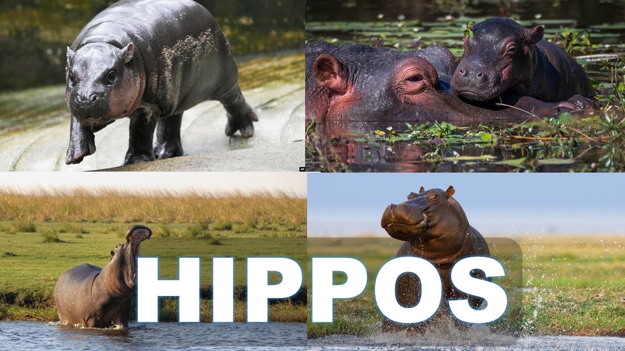 The Mighty Hippo | Africa's Iconic Giant - YouTube