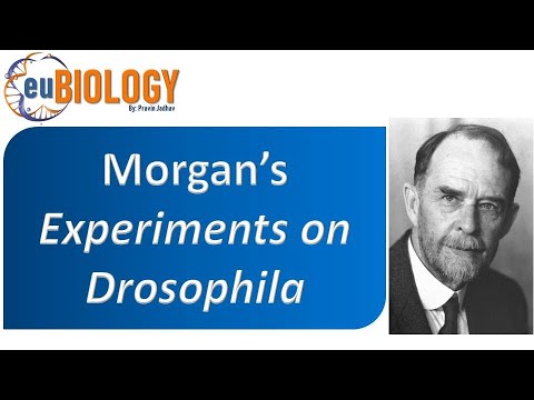 MORGANS EXPERIMENTS ON DROSOPHILA AND CHROMOSOME MAPPING - YouTube