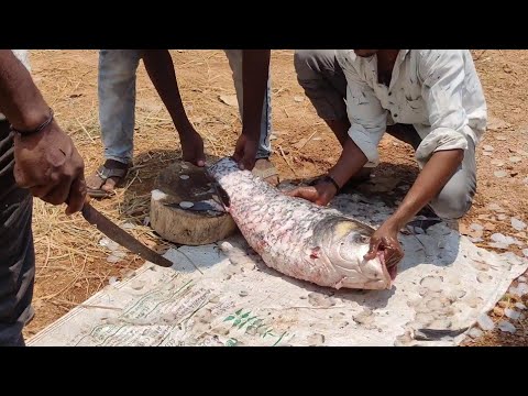 14kg fish||dhoom dhaam chaanel|| kaccha dawath - YouTube
