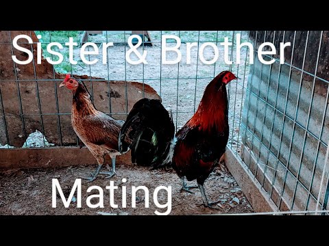 How to preserve a Gamefowl family. - YouTube