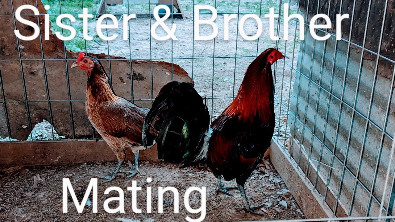 How to preserve a Gamefowl family. - YouTube