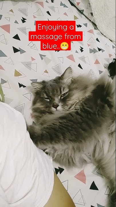 A Cat Masseuse Youtube