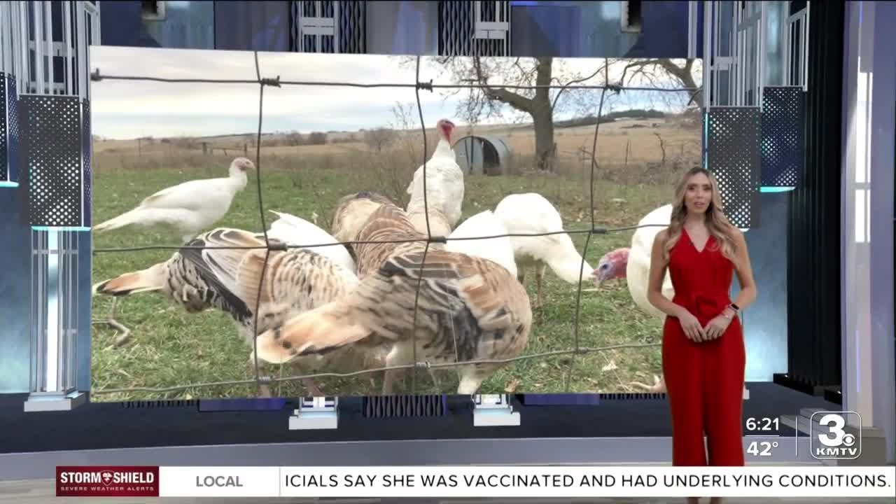 Farm fresh turkeys being gobbled up for Thanksgiving - YouTube
