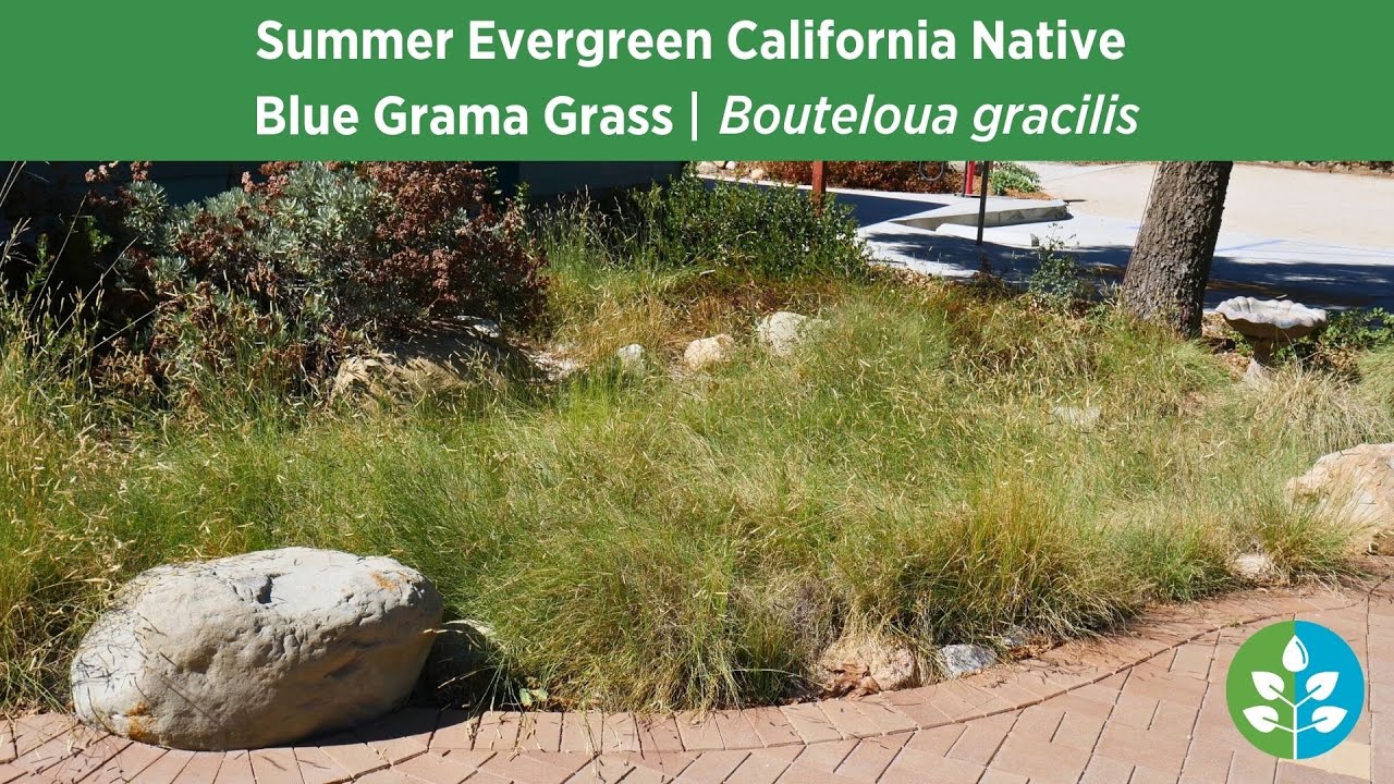 Summer Evergreen California Natives | Blue Grama Grass - YouTube