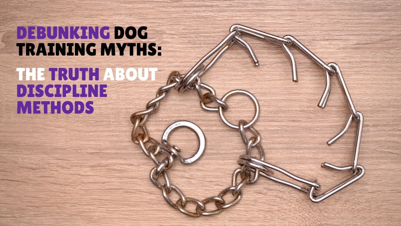 Debunking Dog Training Myths: The Truth About Discipline Methods - YouTube