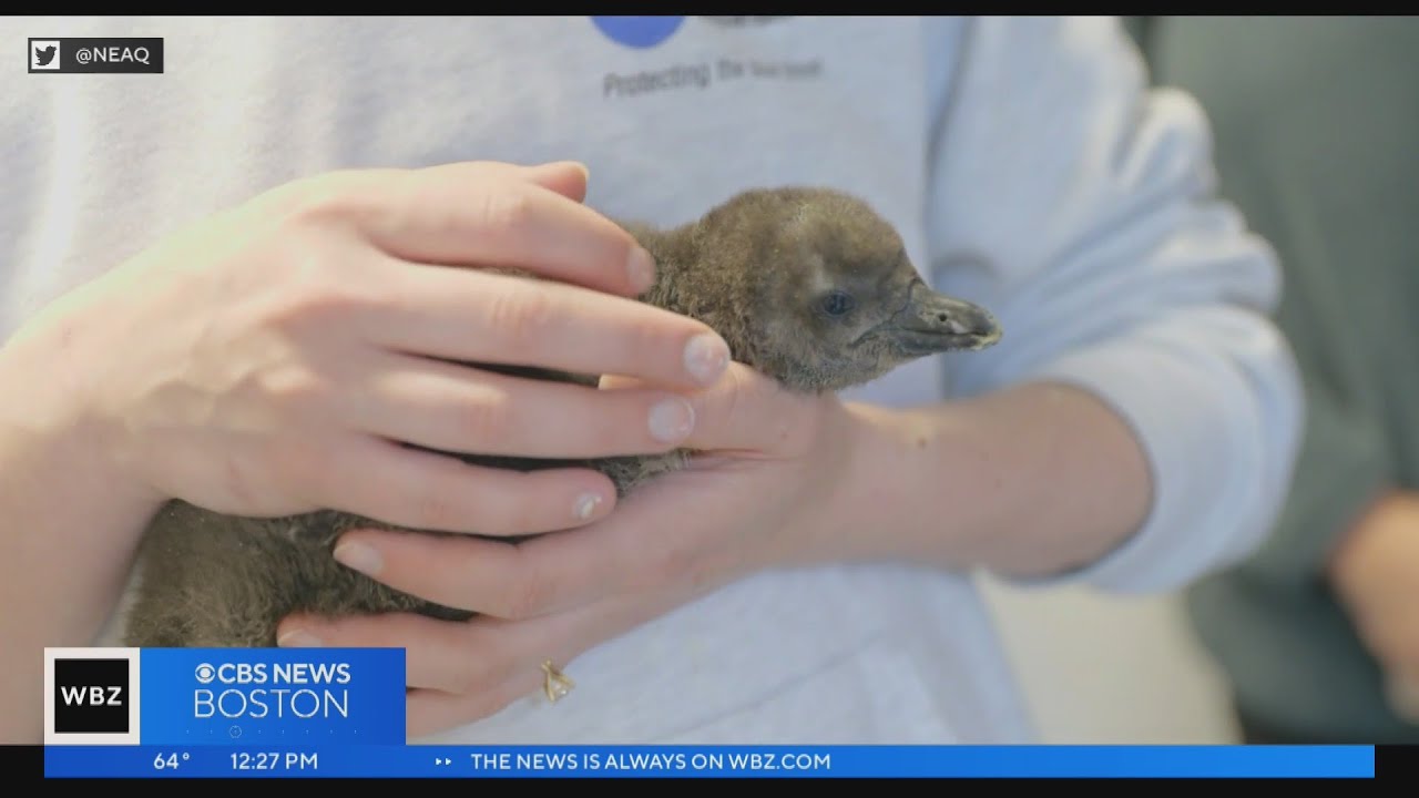 New England Aquarium debuts new African penguin chick - YouTube