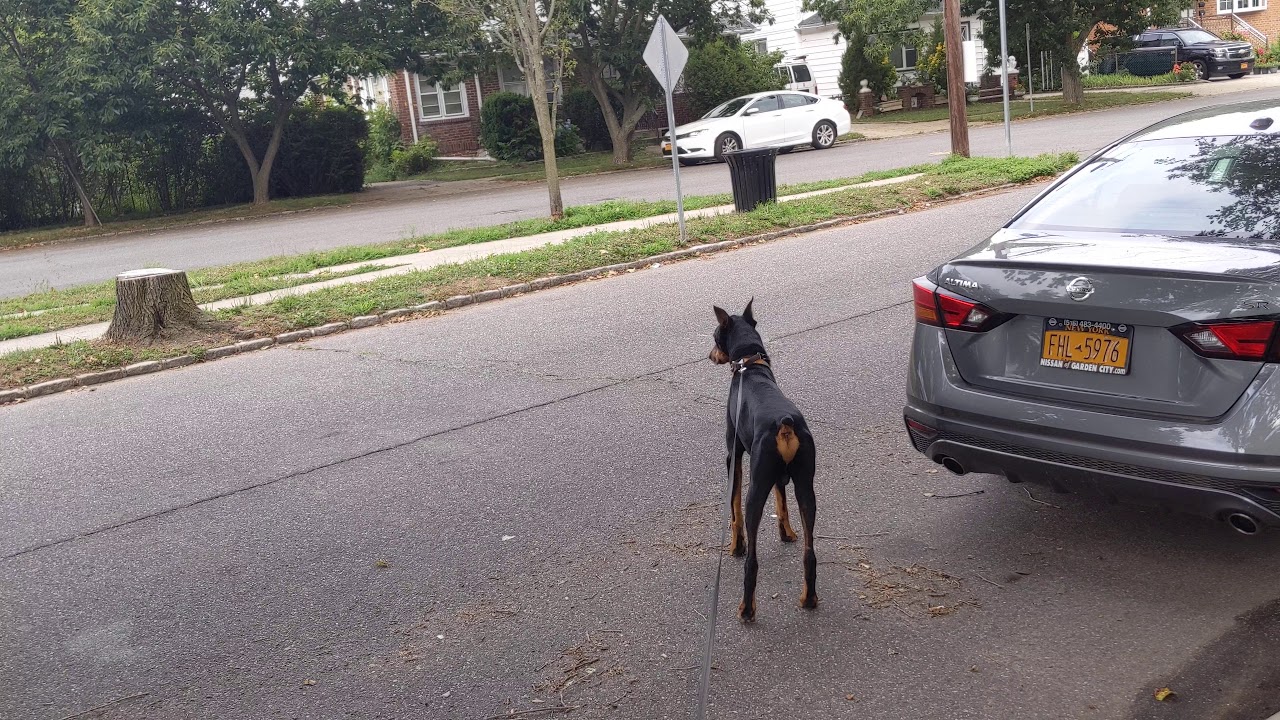 Doberman Pinscher golden retriever Murphy and Ace playing big time Long ...