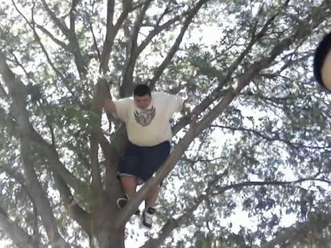 fat guy climbs tree part 2 - YouTube