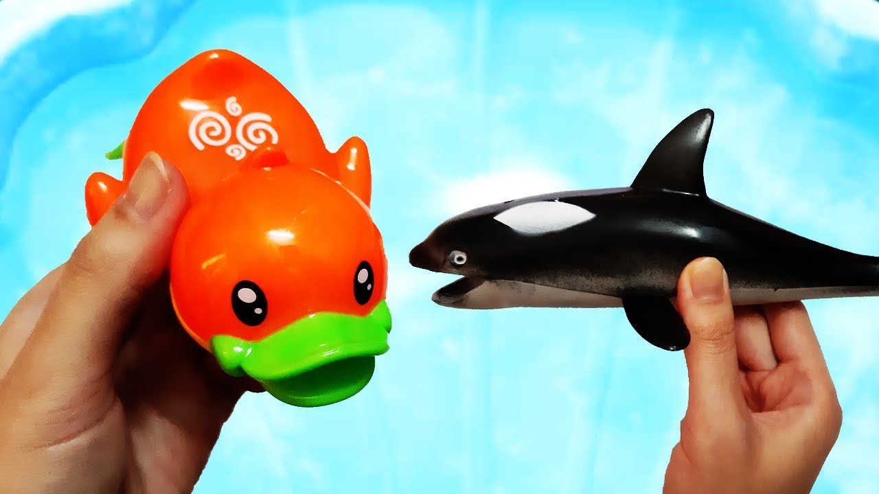 Learn Colors With Sea Wild Animals and Animal Names | Pool Water Colors ...