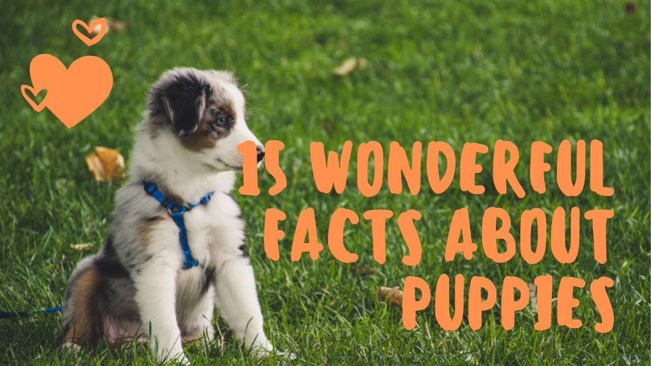 15 Wonderful Facts About Puppies YouTube 15-wonderful-facts-about-puppies-youtube