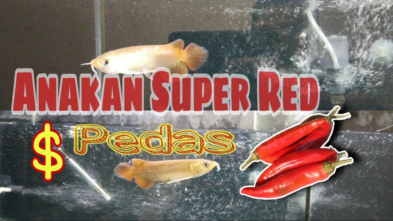 Super Red Anakan Spesial Harga Pedas - YouTube