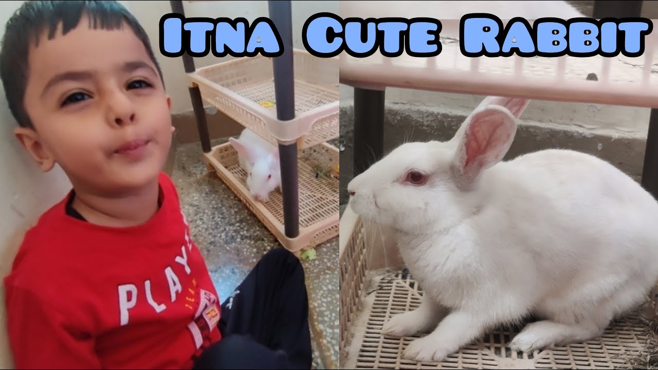 Cute Rabbit 😍 Abhi Rabbit Se Dar Gaya 😍 - YouTube