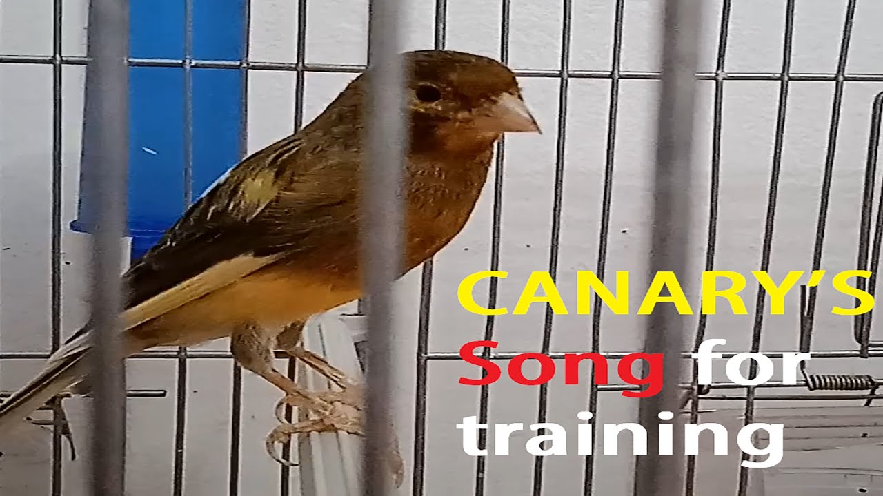 Canary's song / chant canari / صوت كناري - YouTube