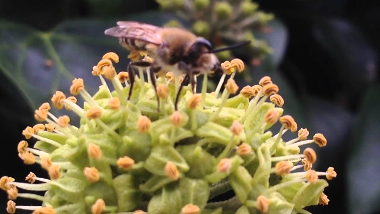 Ivy Bee (Colletes hederae) nest site - YouTube