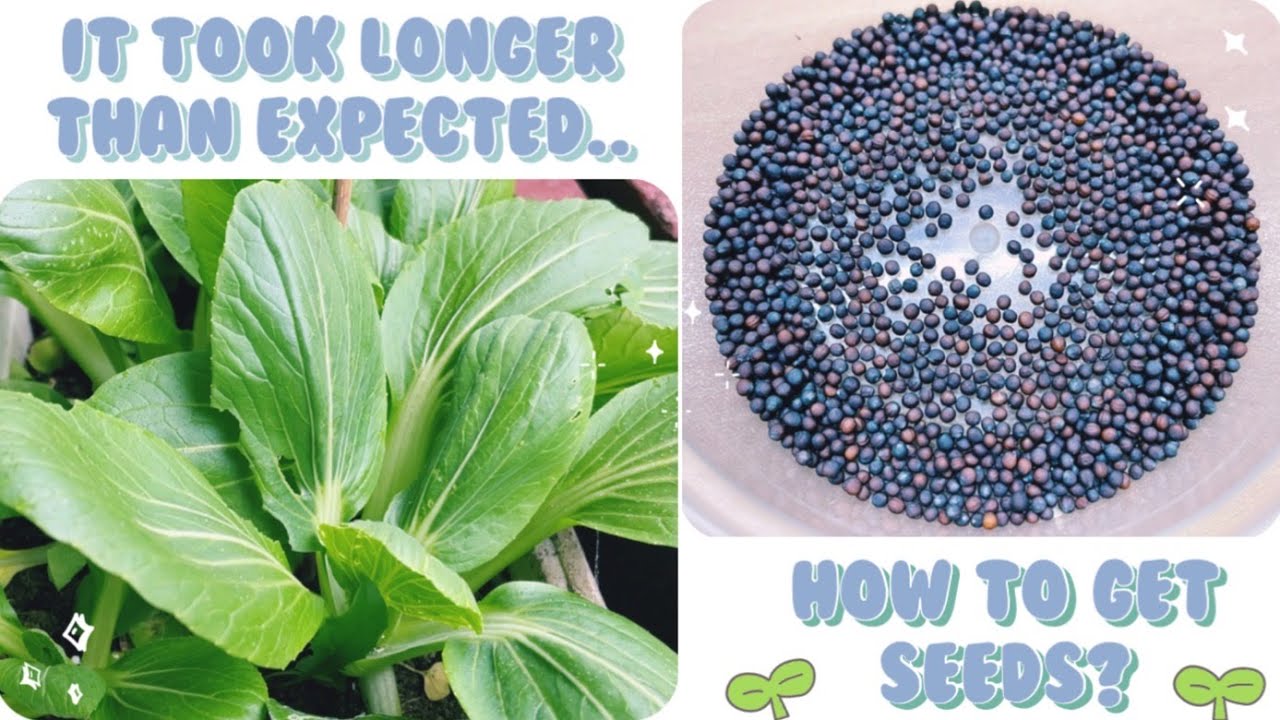 Growing Bok Choy from seeds - Gardening vlog - YouTube