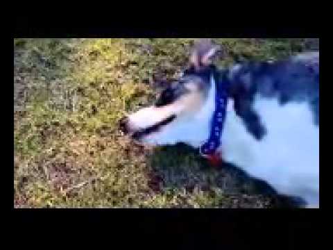 JAKE BCC - BORDER COLLIE COLLAPSE) 5.15pm. 27 degrees. Walking only ...