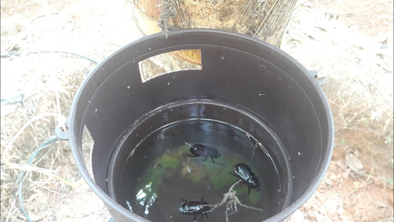 Pheramone Lure bucket Trap for Coconut/Palm Rhinosaurous beetle-Result ...