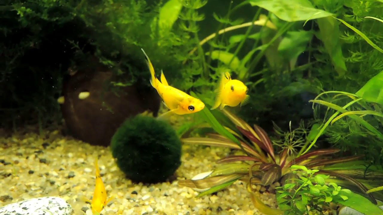 Molly fry growing up - from day 50 to day 74 - YouTube