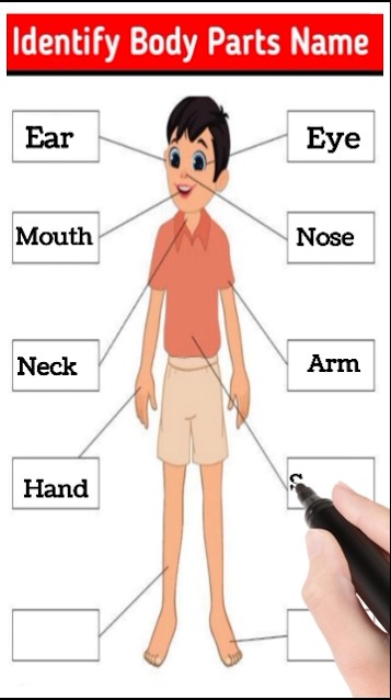 Body Parts Name in english and hindi | Human Body Parts Name | शरीर के ...
