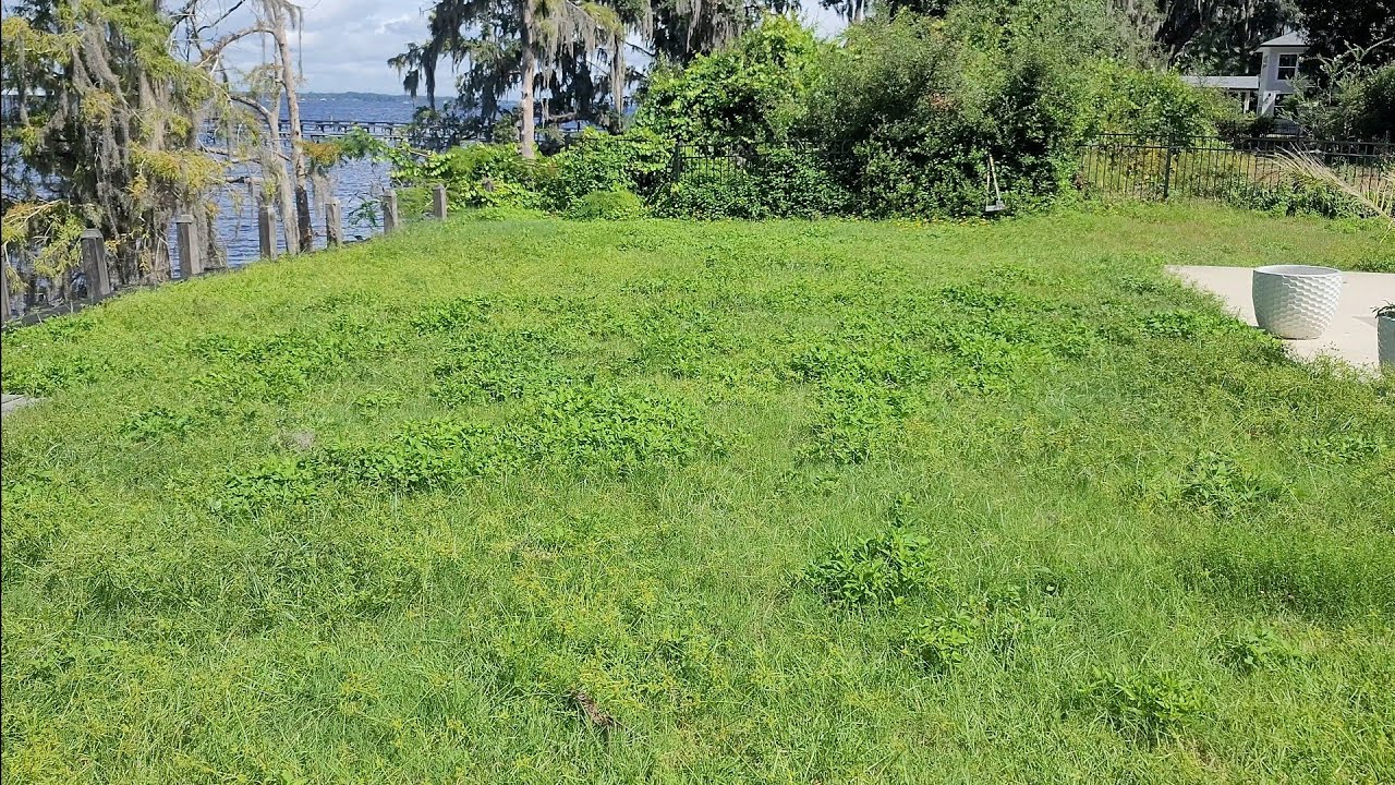 OVERGROWN Lawn With WEEDS Gets a Satisfying CLEANUP - YouTube