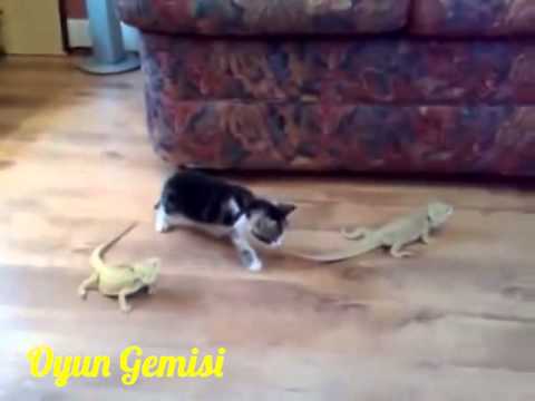 Kedi ile Kertenkele