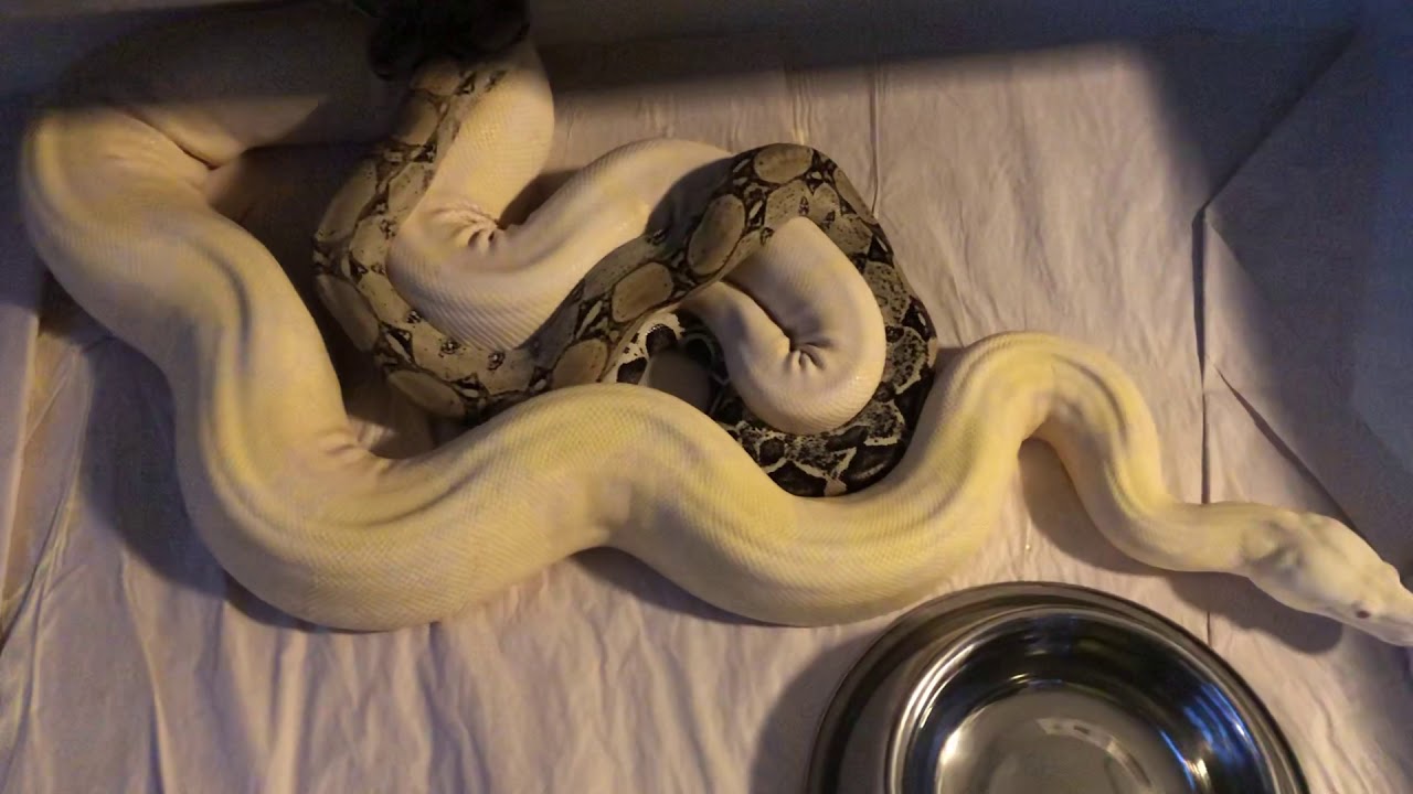 Episode 164 Boa breeding update 11/1/20 - YouTube
