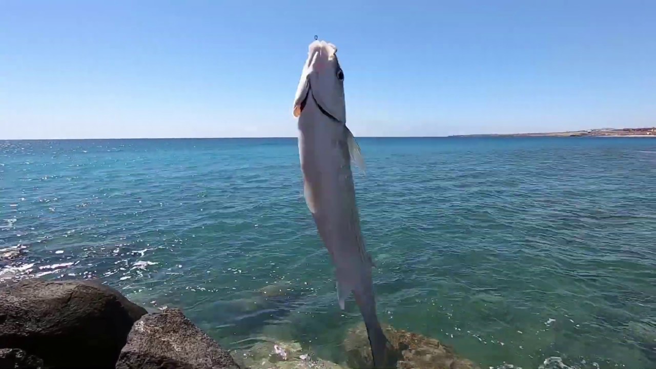 Flathead Grey Mullet [Mugil Cephalus] Sea Fishing with Bread in ...
