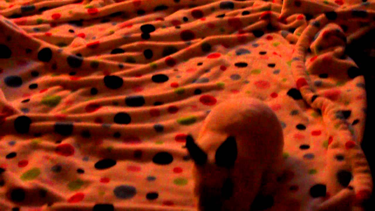 Bunny Rabbit Spaz Attack - YouTube