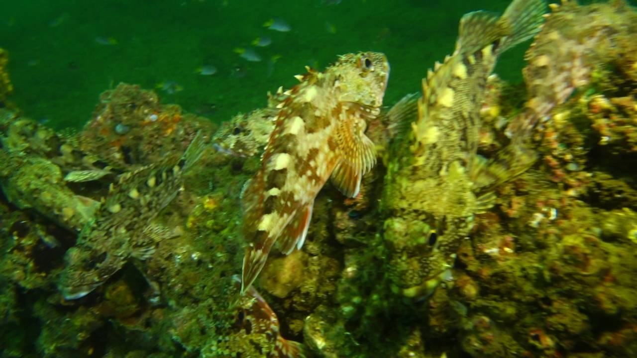 石狗公(褐菖鮋)Marbled rock (Sebastiscus marmoratus) at 海下沈船 Sai Kung - YouTube