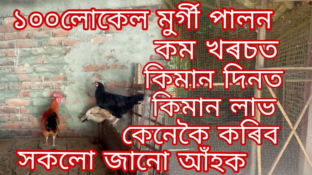 local murgi farm assam/100 local murgi farm/local murgi farm in assam ...