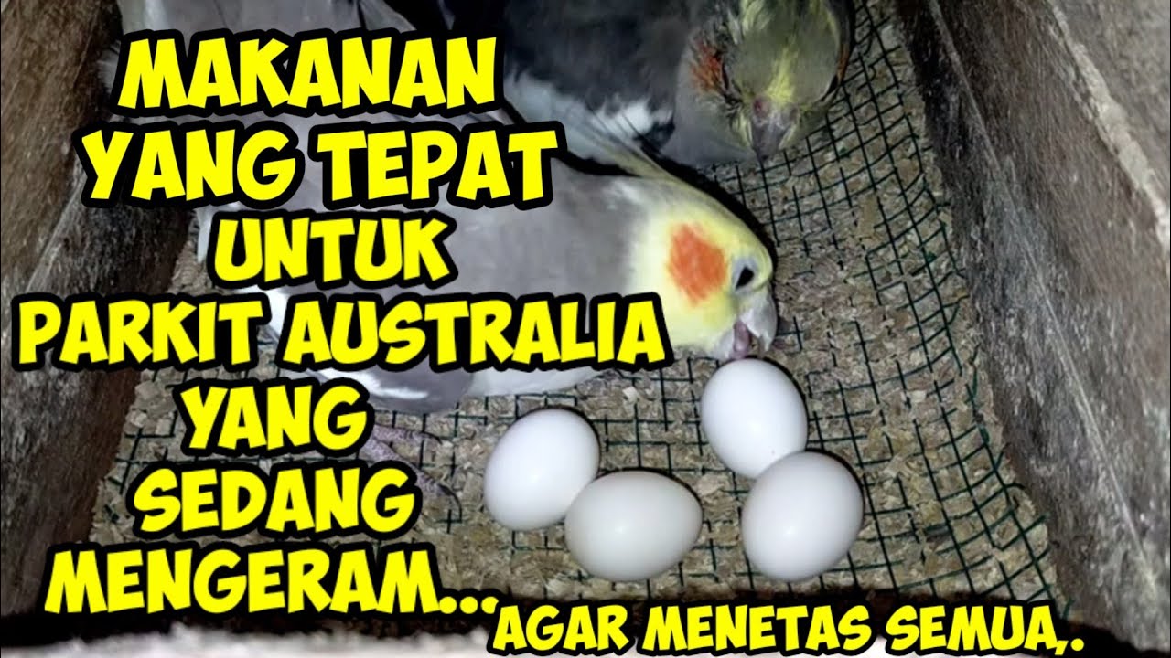 MAKANAN PARKIT AUSTRALIA SEDANG MENGERAM||AGAR MENETAS SEMUA|| - YouTube