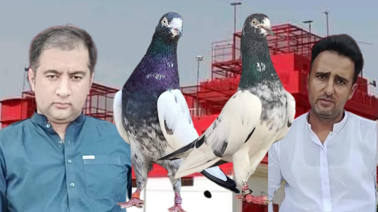 Champion Lahore Ustad Haider Ali Joya ki chat .se pigeons shoq - YouTube