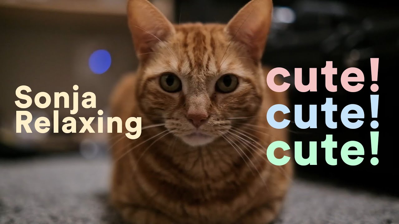 Cats Just Wanna Purr: Adorable Video of Sonja Sitting and Purring the ...