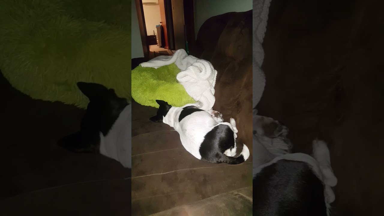 The rare, motionless, Toby dog 🐶😴 - YouTube