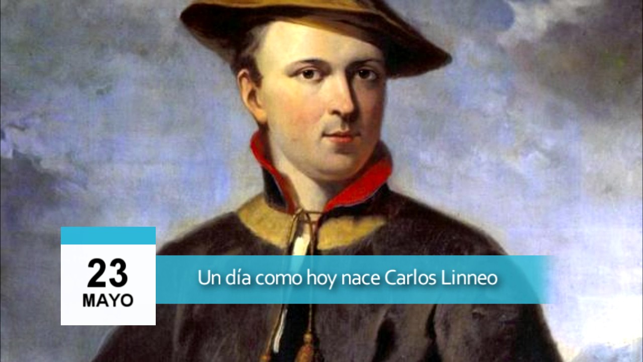 23 de mayo - Carlos Linneo - YouTube
