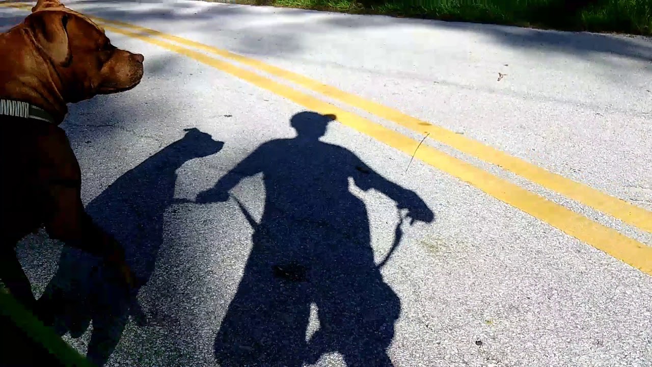 RIP lil pibble :( DEAD DOG SECURE UR ANIMALS AT ALL TIMES!! - YouTube