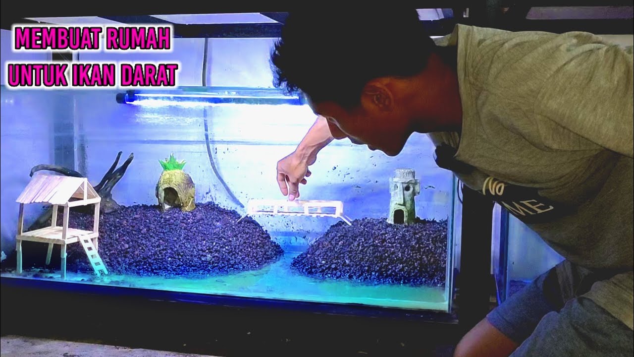 set up kandang untuk ikan mudskipper - YouTube