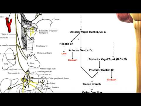 Cranial Nerve X - Vagus Nerve [Part 3] | Structure & Functions of ...