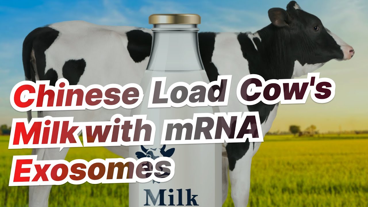 Chinese Load Cow's Milk with mRNA Exosomes--Successfully Immunize Mice ...