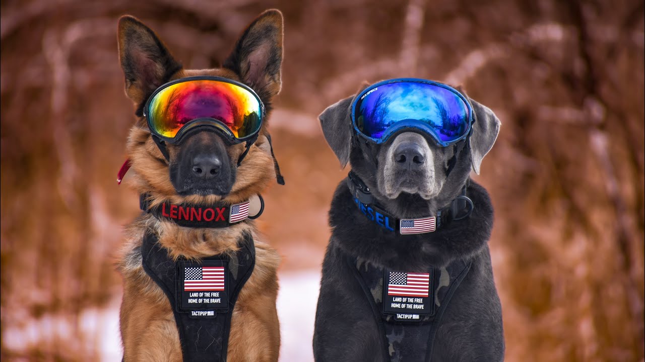 Tactipup Gear haul - YouTube