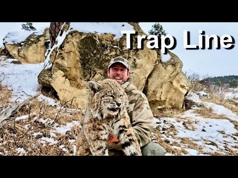 How I Caught A Monster Bobcat, Wyoming - YouTube
