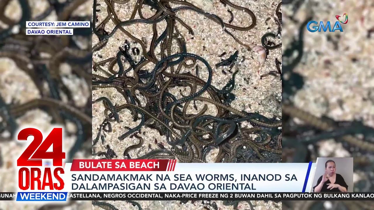 Sandamakmak na sea worms, inanod sa dalampasigan sa Davao Oriental | 24 ...