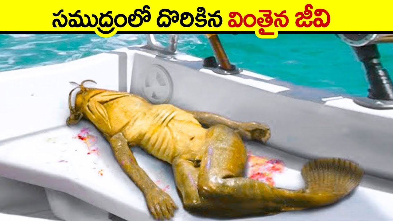 🔵 వింతైన జీవి | Real Life Mermaid Sightings From History | deep sea ...