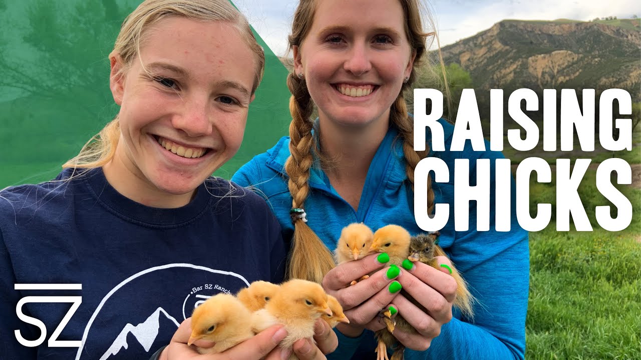 How to See Baby Chicks Inside of Their Eggs - YouTube