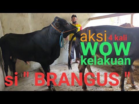 brangos dan si Pegon \